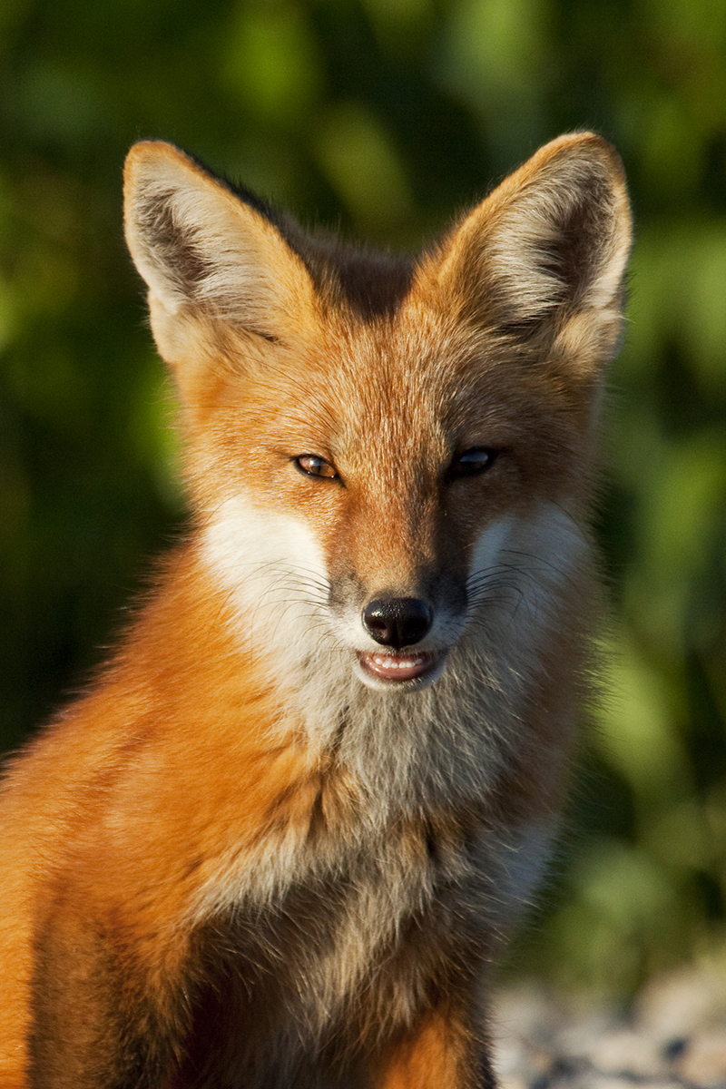 Observation de la nature - centre écologique Fernand-Seguin